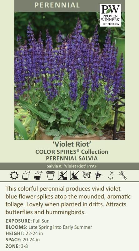 Salvia 'Violet Riot' shipped from Grower to your door