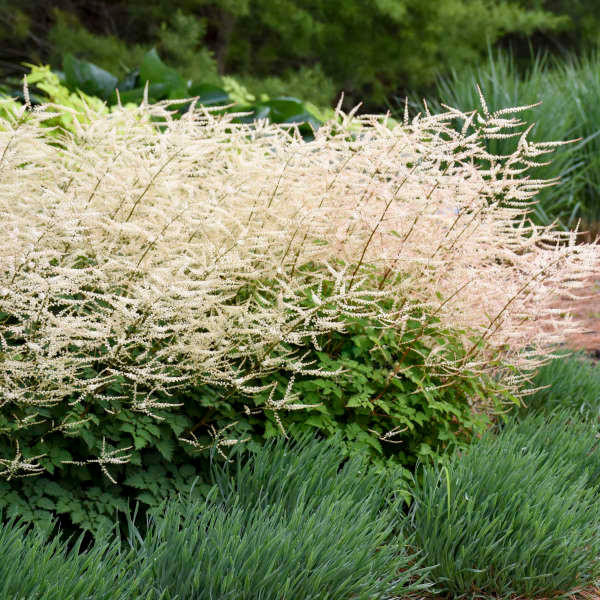 Aruncus 'Chantilly Lace'shipped from Grower to your door