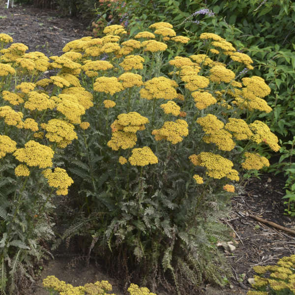 Achillea 'Sassy Summer Sunset' shipped from Grower to your door