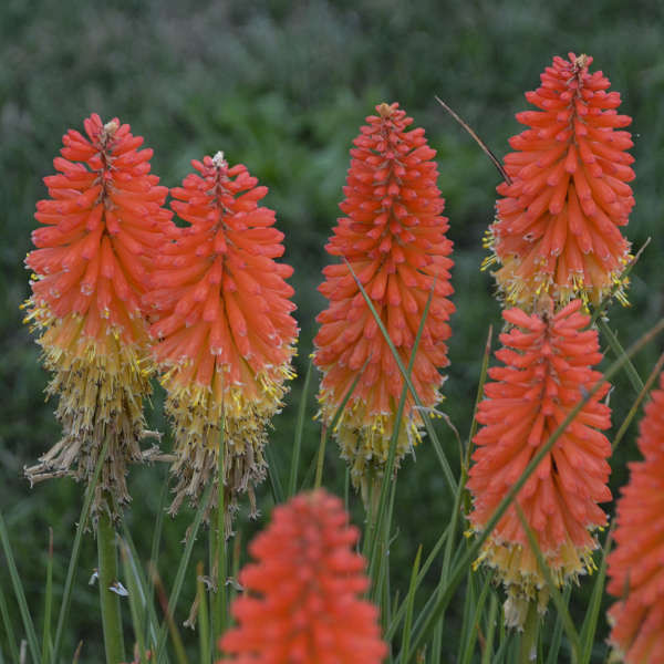 Kniphofia 'Backdraft' | Perennial Plant Sale | Bloomin Designs Nursery