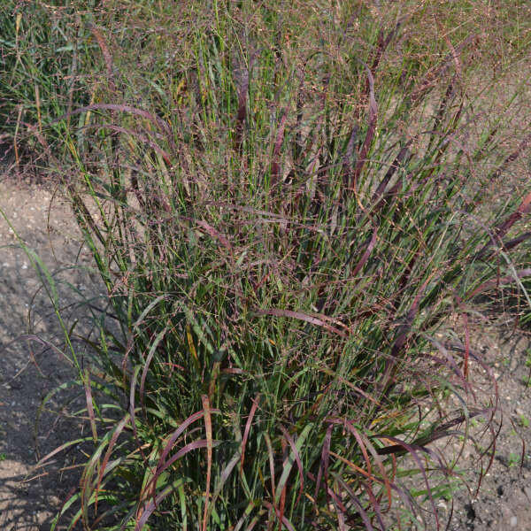 Panicum Red Flame shipped from Grower to your door