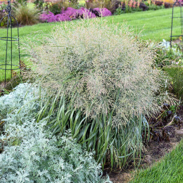 Panicum Niagara Falls shipped from Grower to your door