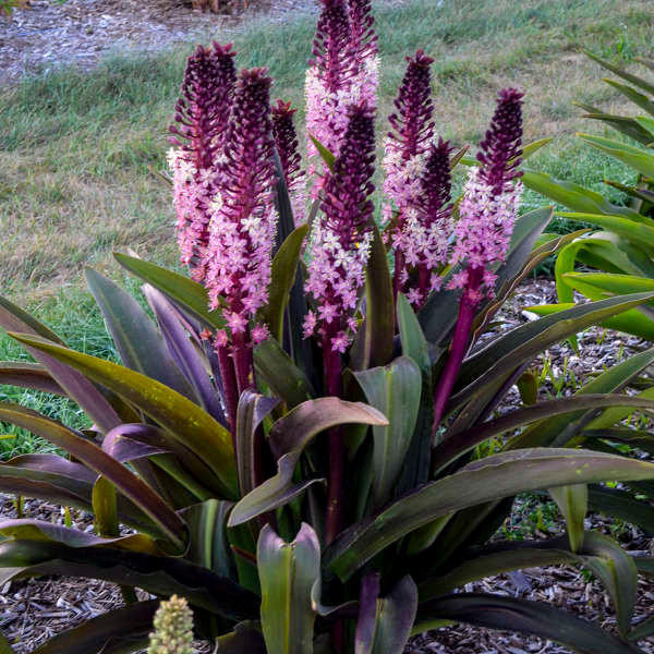 Eucomis 'Safari Adventure' shipped from Grower to your door