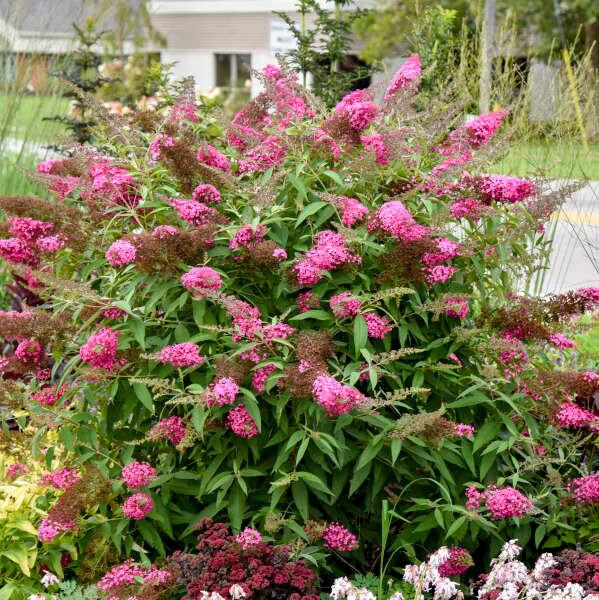Buddleia 'Cherry Royale' (30)ct Flat - Bloomin Designs Nursery