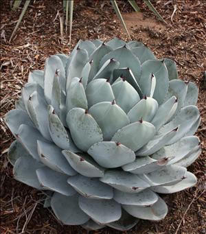 Agave parryi ssp. truncata shipped from Grower to your door