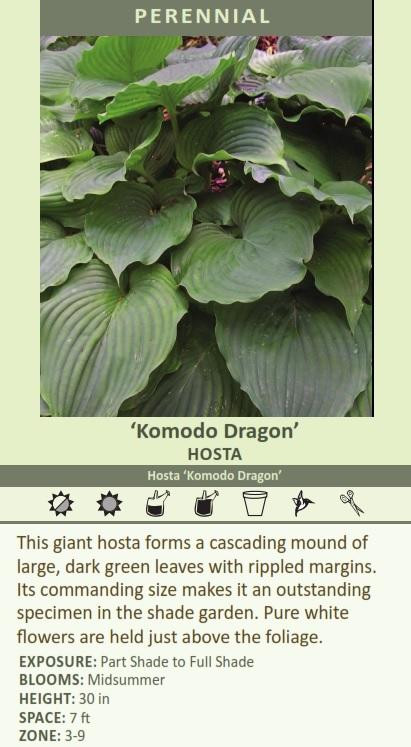 Hosta KOMODO DRAGON shipped from Grower to your door