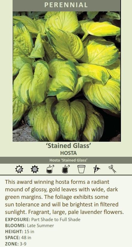 Hosta STAINED GLASS shipped from Grower to your door