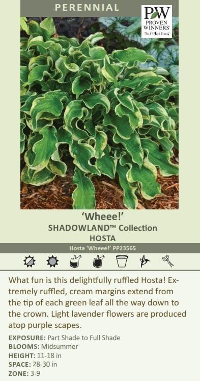 Hosta WHEEE! shipped from Grower to your door