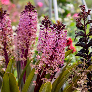 Eucomis 'Purple Reign' shipped from Grower to your door