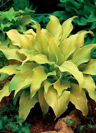 Hosta SUN POWER | Perennial Plant Sale | Bloomin Designs Nursery