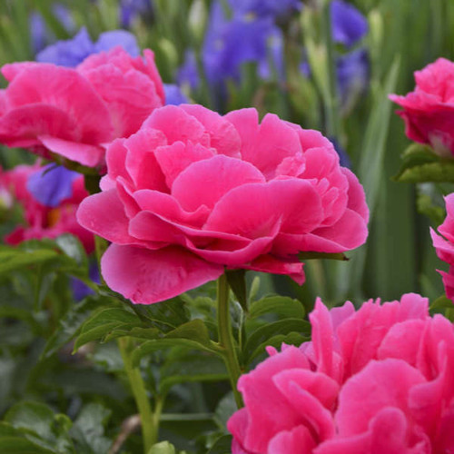 Paeonia 'Raspberry Sundae' | Perennial Plant Sale | Bloomin Designs Nursery