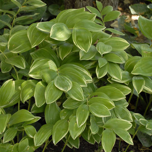 Polygonatum Ruby Slippers | Perennial Plant Sale | Bloomin Designs Nursery