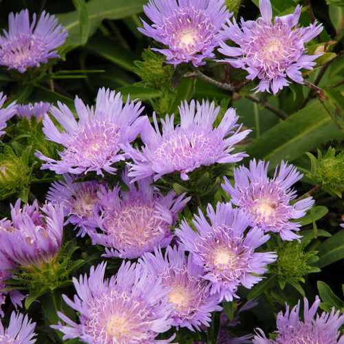 Stokesia 'Color Wheel'- Perennial Plant Sale shipped from Grower to ...