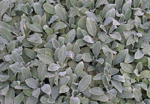 Stachys Plants: Grow Beautiful Spikes & Unique Foliage in Your Garden