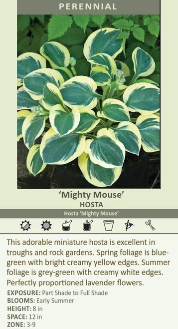 Hosta MIGHTY MOUSE - Perennial Plant Sale shipped from Grower to your door