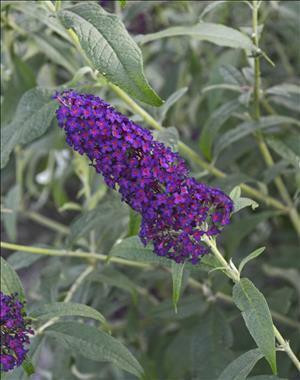 Buddleia - Butterfly Bush
