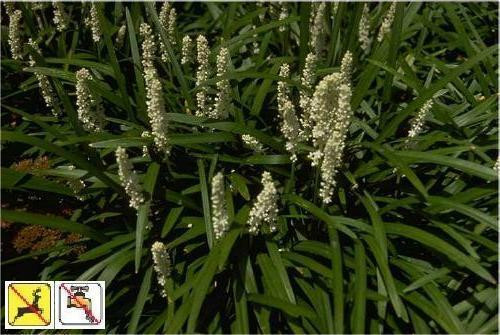 Liriope muscari 'Aztec Grass' | Perennial Plant Sale | Bloomin Designs ...