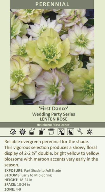 Helleborus 'Confetti Cake' shipped from Grower to your door