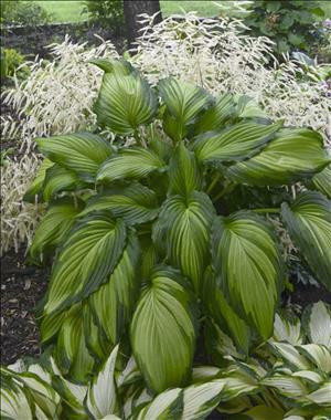 Hosta ALLIGATOR ALLEY | Perennial Plant Sale | Bloomin Designs Nursery