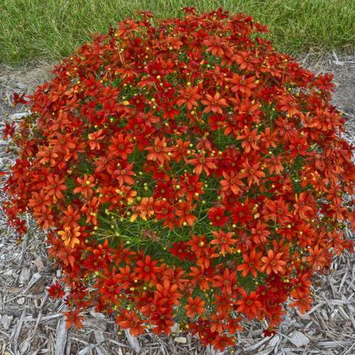 Coreopsis 'Red Chiffon' PPAF | Perennial Plant Sale | Bloomin Designs ...