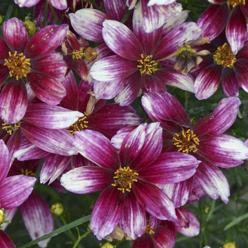 Coreopsis 'Starlight' PPAF | Perennial Plant Sale | Bloomin Designs Nursery