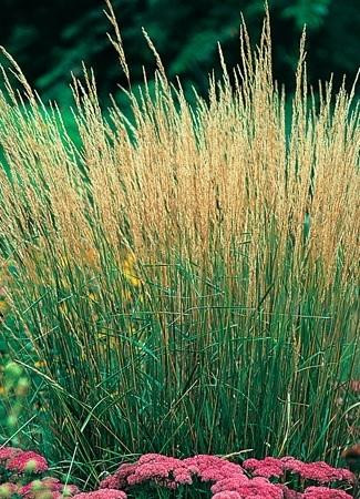 Calamagrostis Hello Spring! shipped from Grower to your door