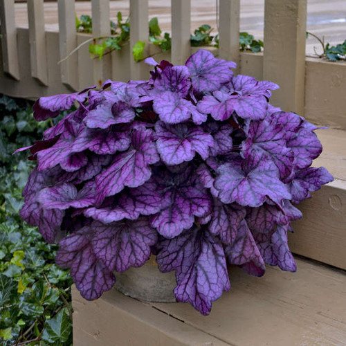 Shop Plants A to Z - Heuchera - Bloomin Designs Nursery