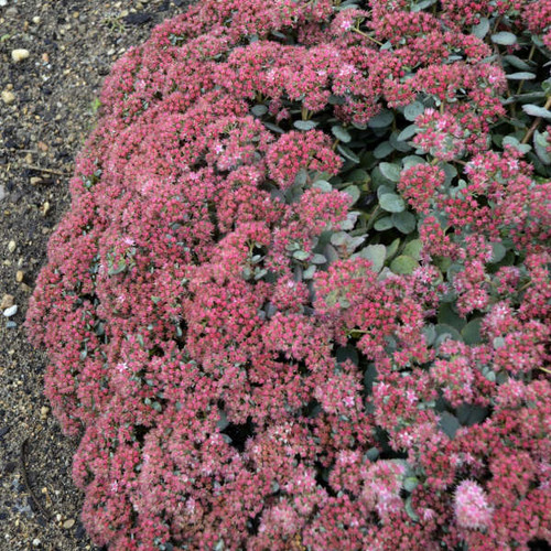 Succulent Perennial Plants