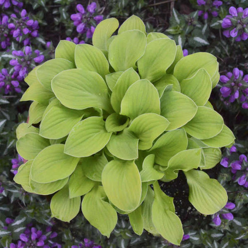 Hosta BLUE MOUSE EARS shipped from Grower to your door