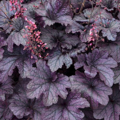 Heuchera Timeless Treasure| Perennial Plant Sale | Bloomin Designs Nursery