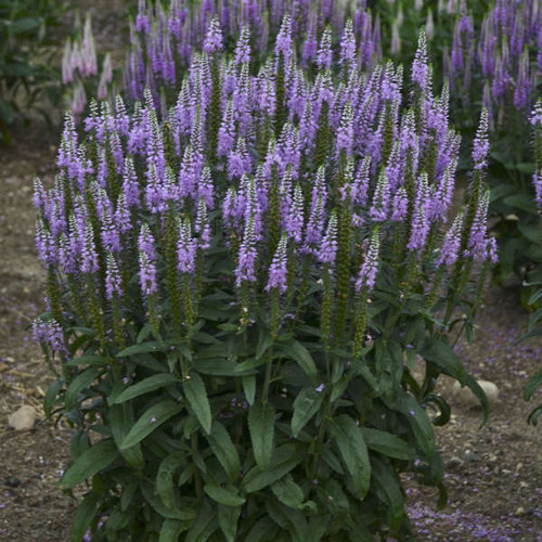Shop Plants A to Z - Veronica - Bloomin Designs Nursery