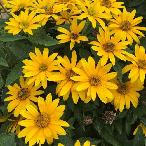 Heliopsis Bit of Honey | Perennial Plant Sale | Bloomin Designs Nursery