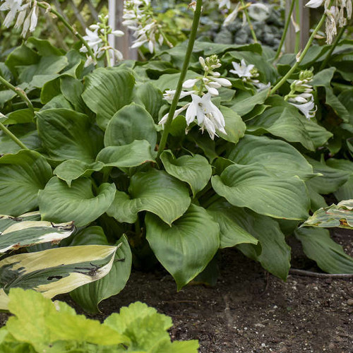 Hosta Age of Gold | Perennial Plant Sale | Bloomin Designs Nursery