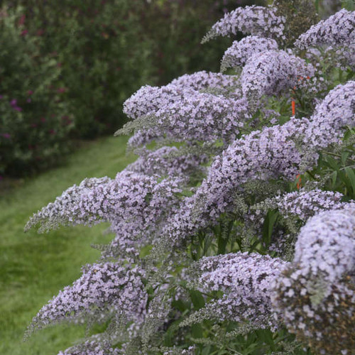 Buddleia Violet Cascade PPAF | Perennial Plant Sale | Bloomin Designs ...