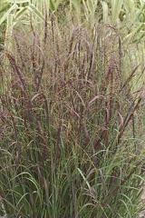 Panicum virgatum 'Cheyenne Sky' shipped from Grower to your door