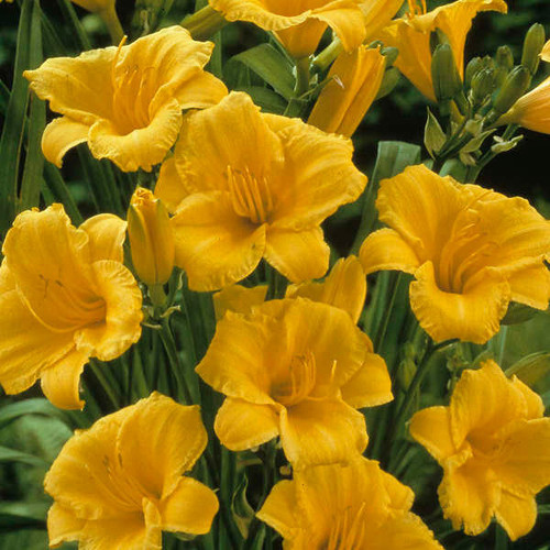 Daylily 'Stella Supreme' shipped from Grower to your door