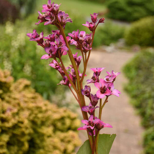 Shop Plants A to Z - Bergenia - Bloomin Designs Nursery