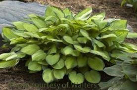 Hosta Age of Gold - Perennial Plant Sale shipped from Grower to your door