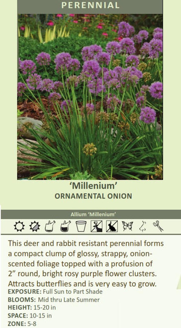 Allium 'Millenium' shipped from Grower to your door