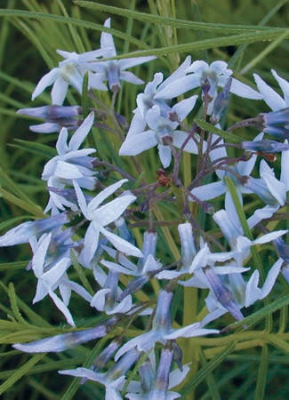 Amsonia | Blue Stars