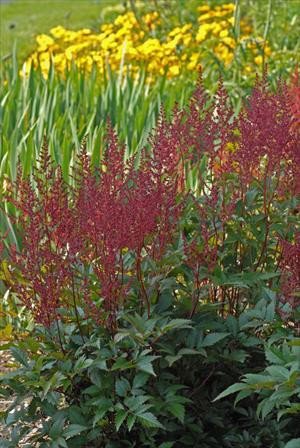 Astilbe 'Snowdrift' | Perennial Plant Sale | Bloomin Designs Nursery