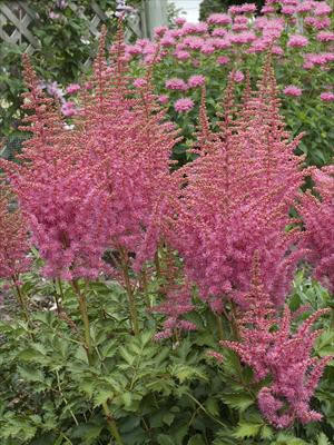 Astilbe 'Snowdrift' | Perennial Plant Sale | Bloomin Designs Nursery