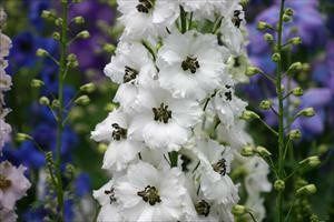 Shop Plants A to Z - Delphinium - Bloomin Designs Nursery