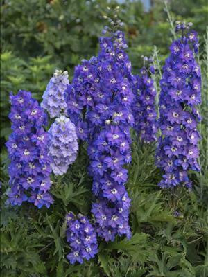 Shop Plants A to Z - Delphinium - Bloomin Designs Nursery