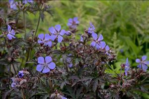 Geranium 'Perfect Storm' | Perennial Plant Sale | Bloomin Designs Nursery