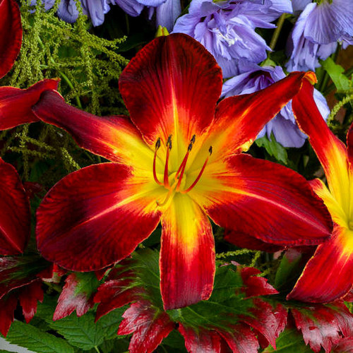 Shop Plants A to Z - Hemerocallis - Page 1 - Bloomin Designs Nursery