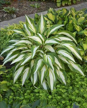 Hosta CURLY FRIES | Perennial Plant Sale | Bloomin Designs Nursery