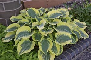 Hosta KOMODO DRAGON | Perennial Plant Sale | Bloomin Designs Nursery