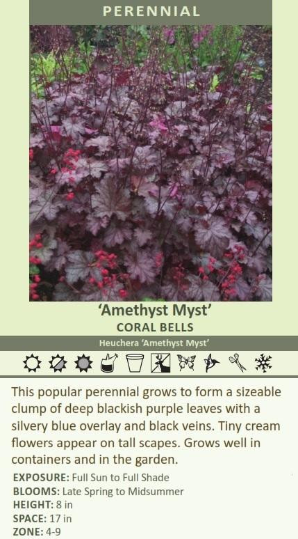 Heuchera 'Amethyst Myst' shipped from Grower to your door