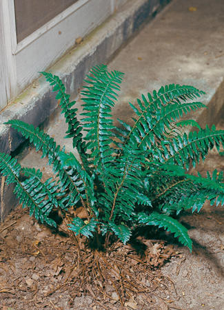 Polystichum acrostichoides | Perennial Plant Sale | Bloomin Designs Nursery